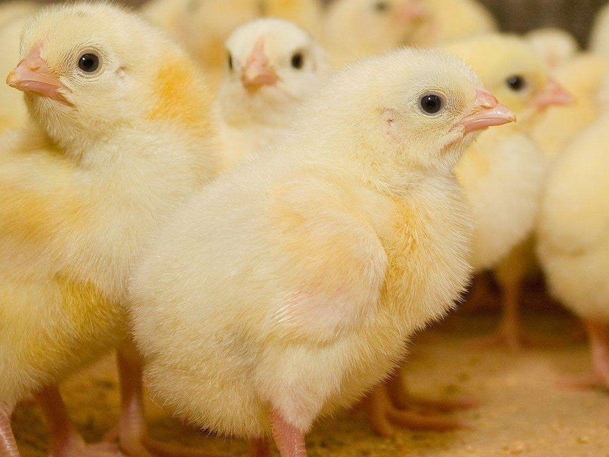 Цыплята бройлер оптом