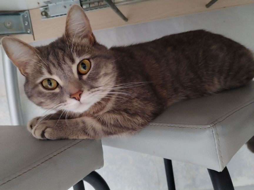 Кошка в добрые руки