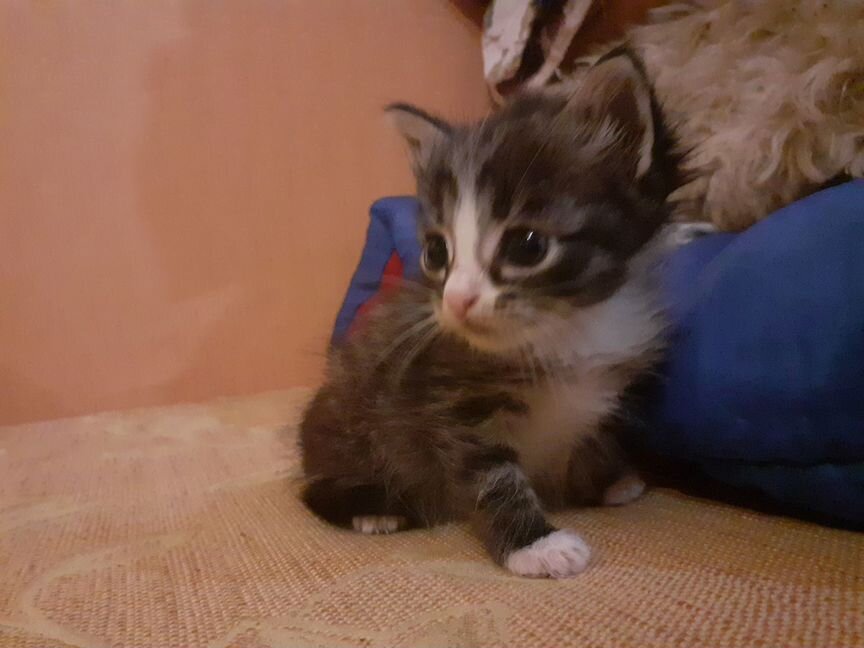 Котёнок ищет друга