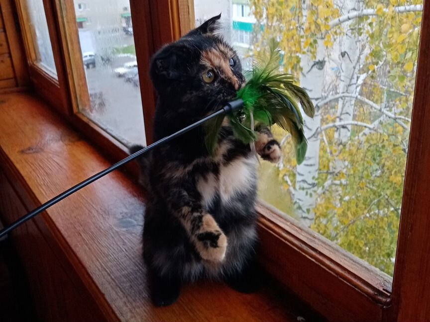 Наташка,6 мес,с дефектом глаза,стерил-на, привита