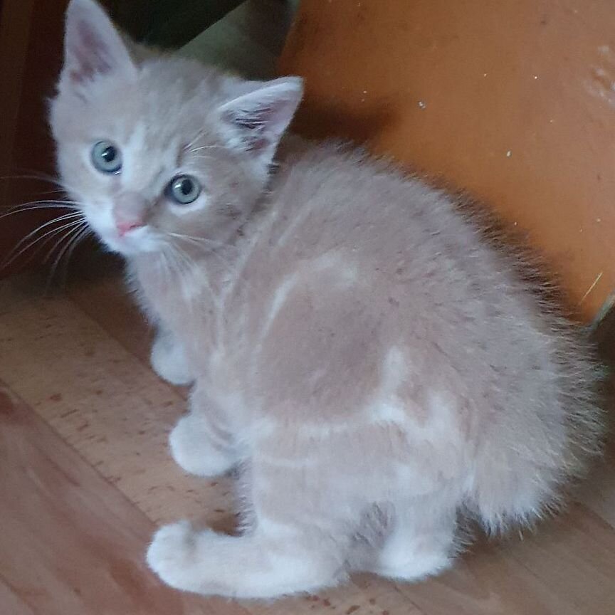 Курильский бобтейл короткошёрстный котёнок
