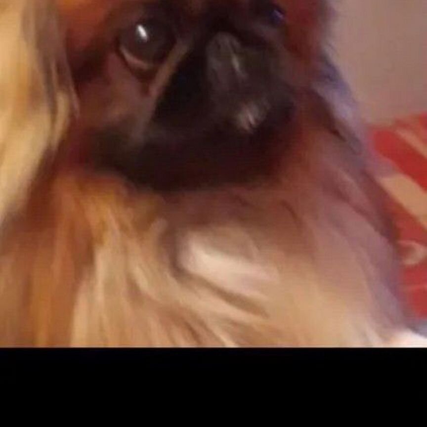 Пропали пекинесы