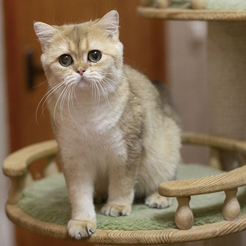 Британская кошечка