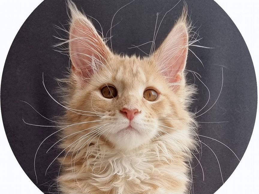 Котенок мейн кун