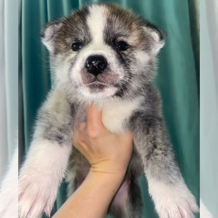 Акита-ину, щенок