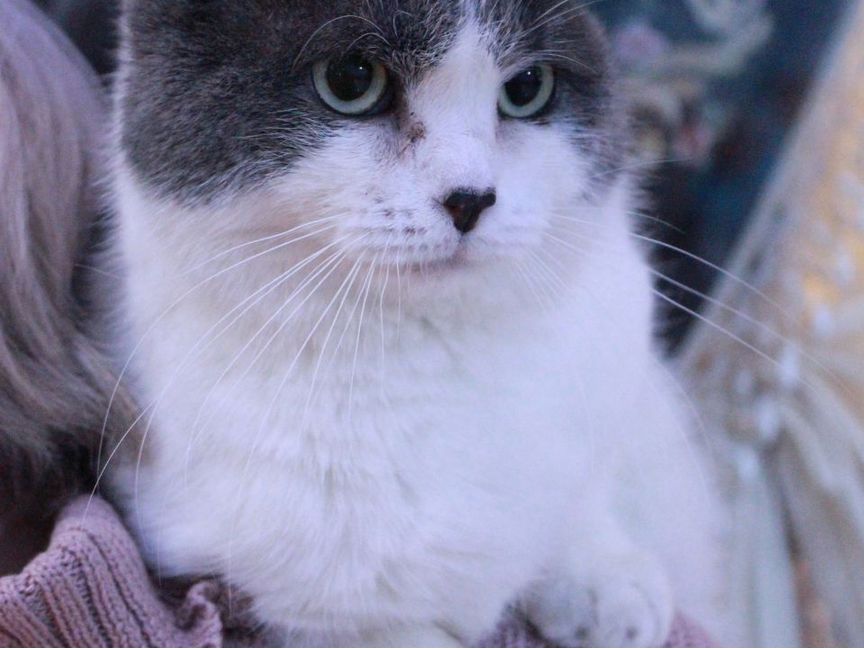 Кошечка Дуся