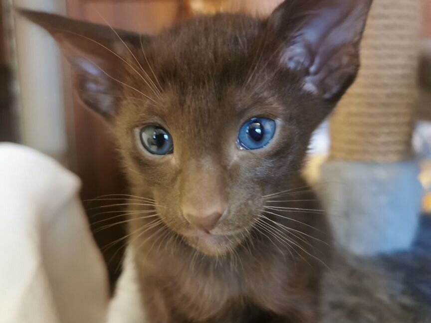 Ориентальные симпатяшки