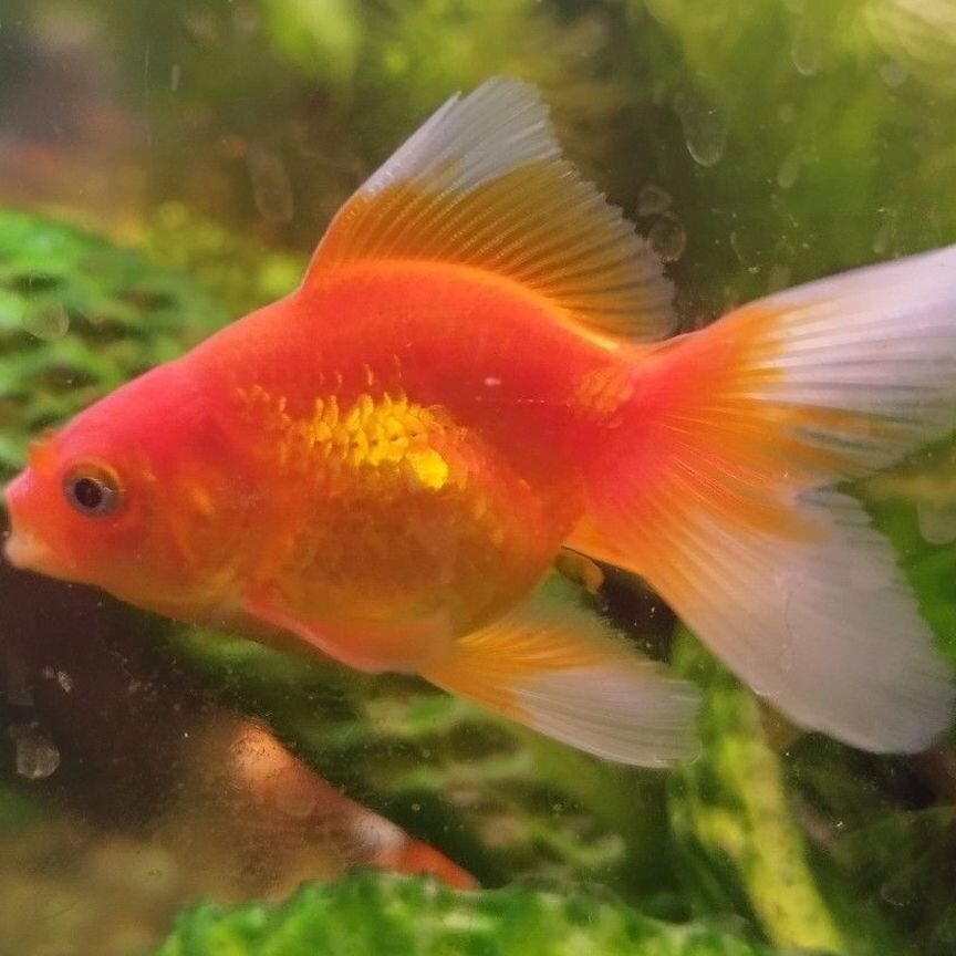 Аквариумные рыбки