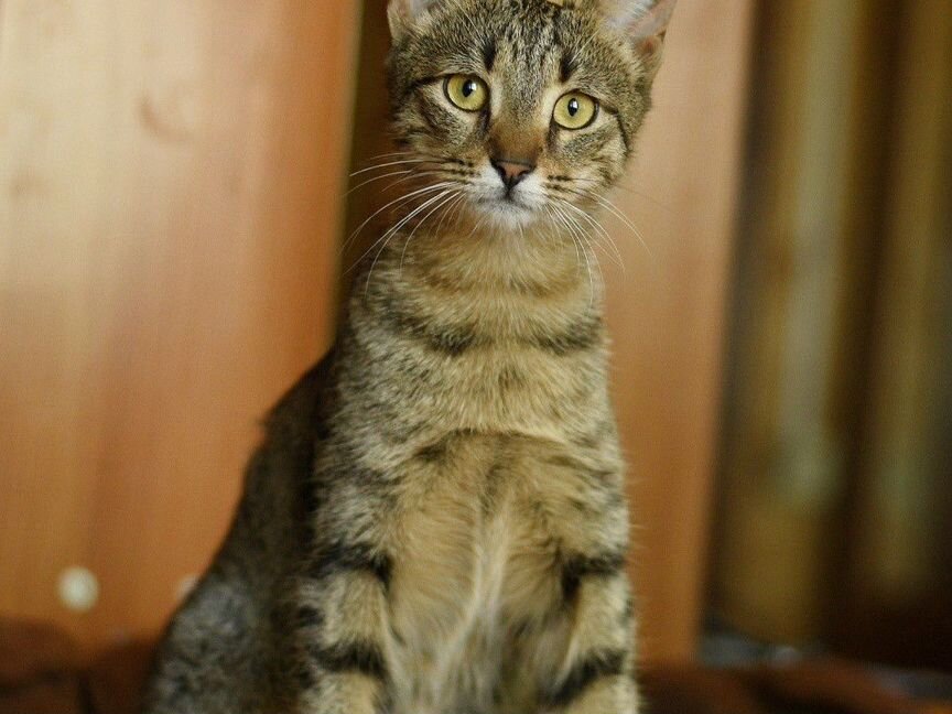 Кот Савелий