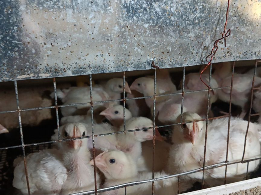 Цыплята бройлеры кобб 500