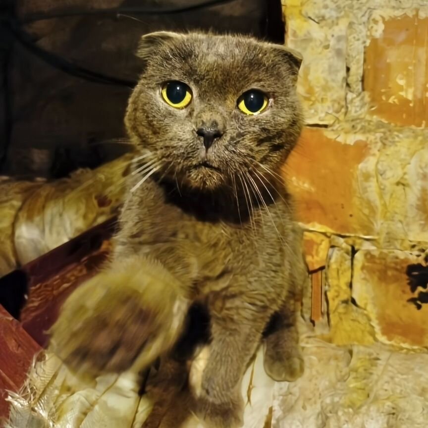 Шотландский вислоухий короткошёрстный котёнок