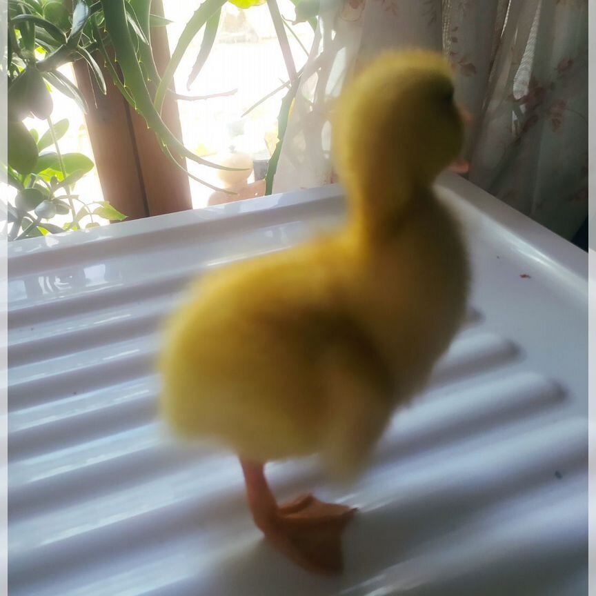 Суточные утки Агидель