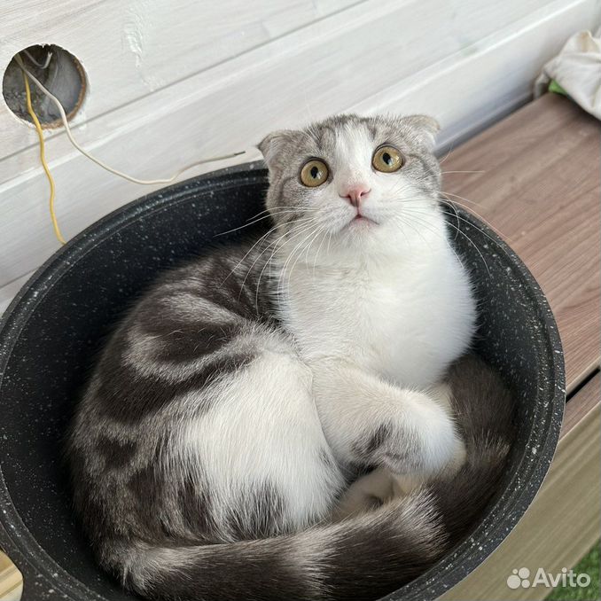 Кот на вязку, веслоухий шотландец