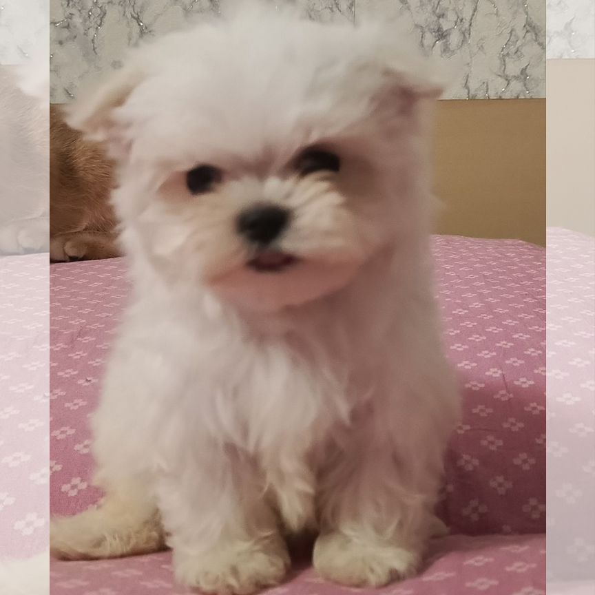 Мальтийская болонка, щенок