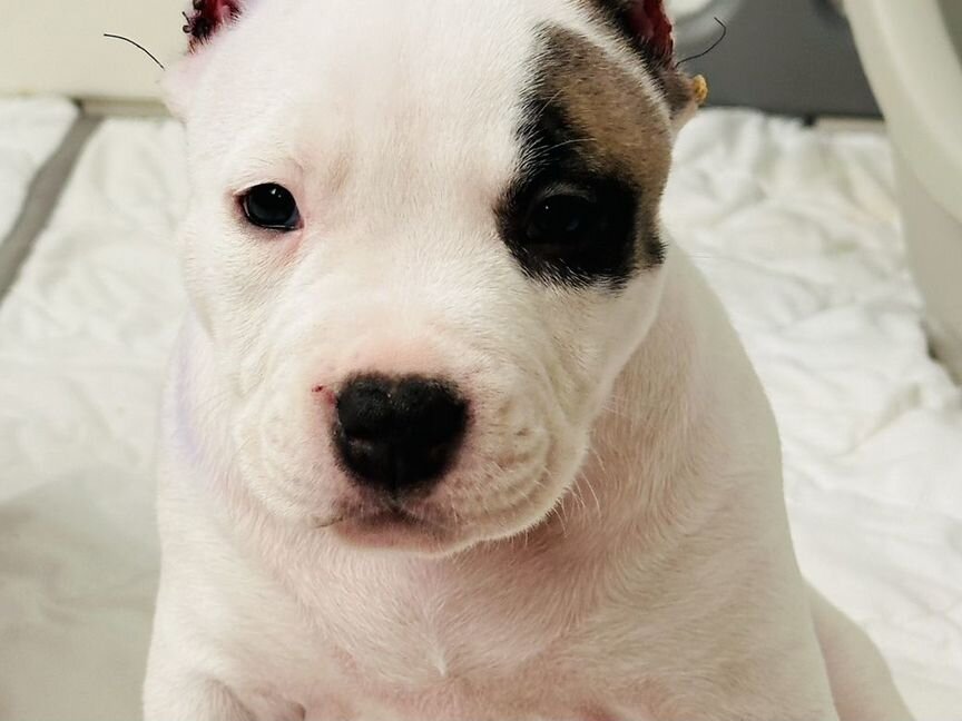 Американский булли девочка