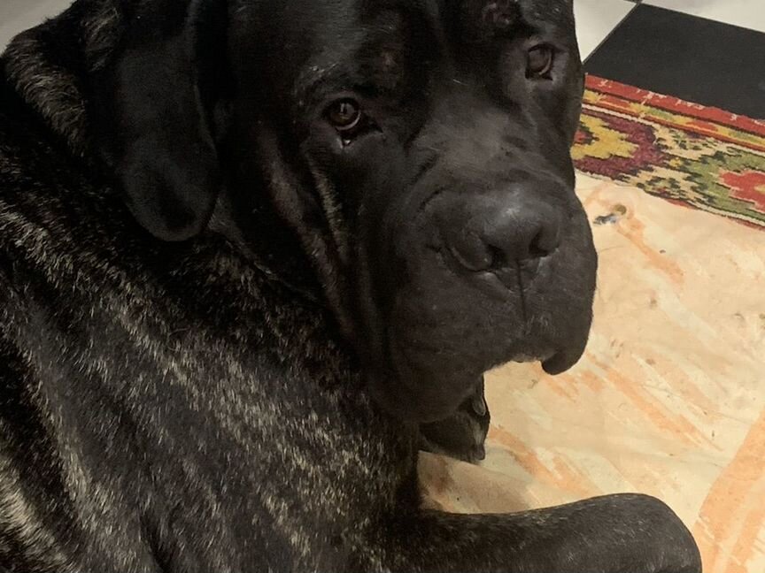 Кане корсо кабель 3 года в добрые руки