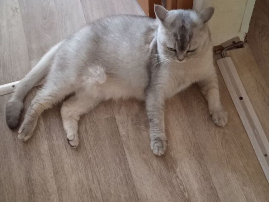 Кошка бесплатно шотландская