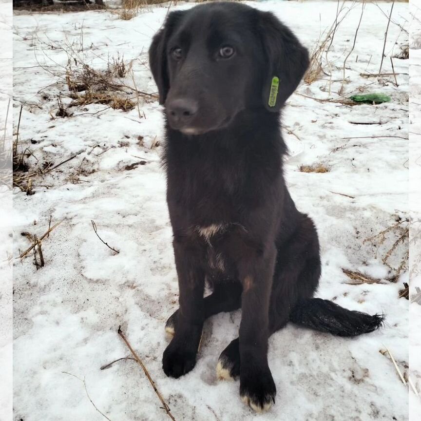 Щенок в добрые руки