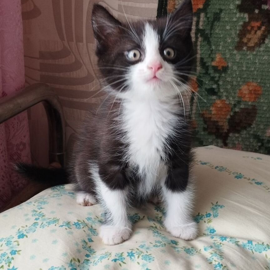 Котята ищут дом