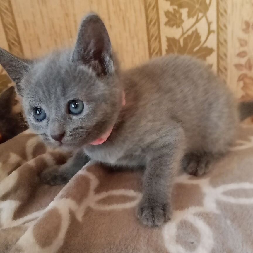 Русский голубой котёнок