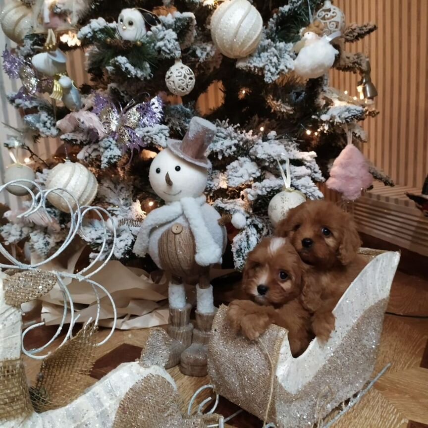 Эксклюзивные кавапу