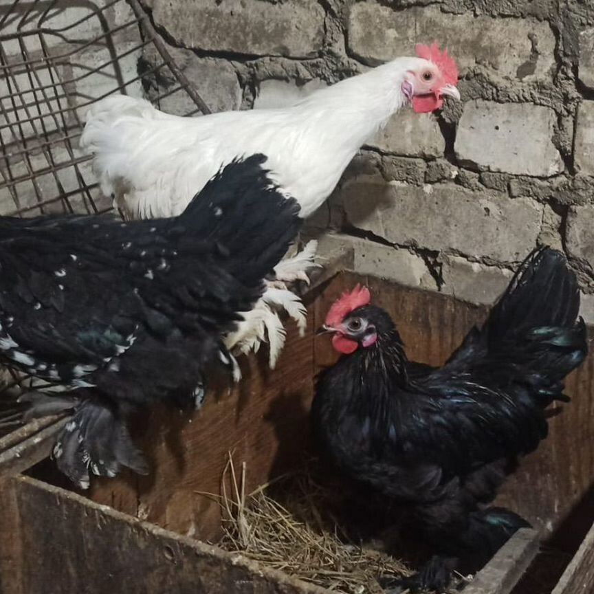 Декоративный петух