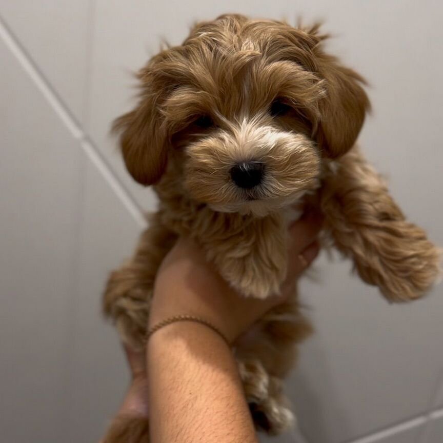 Мальтипу ф1 мальчики мини
