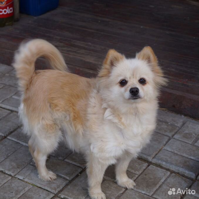 Взрослая девочка малого шпица