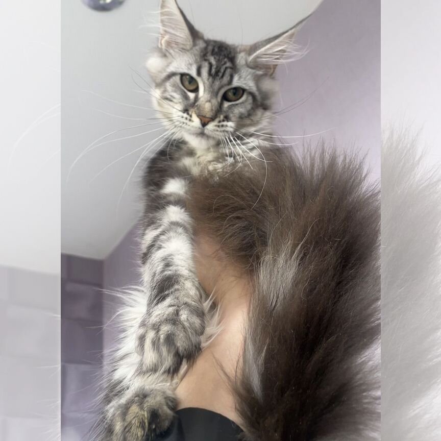 Мейн-кун котёнок