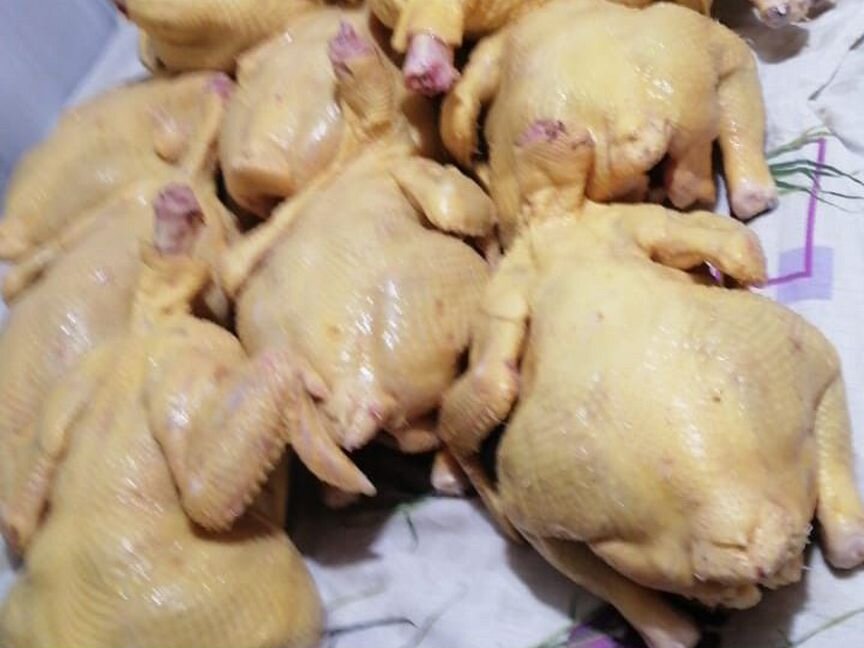 Куры домашние