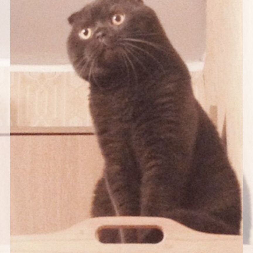 Вязка с шотландским котом