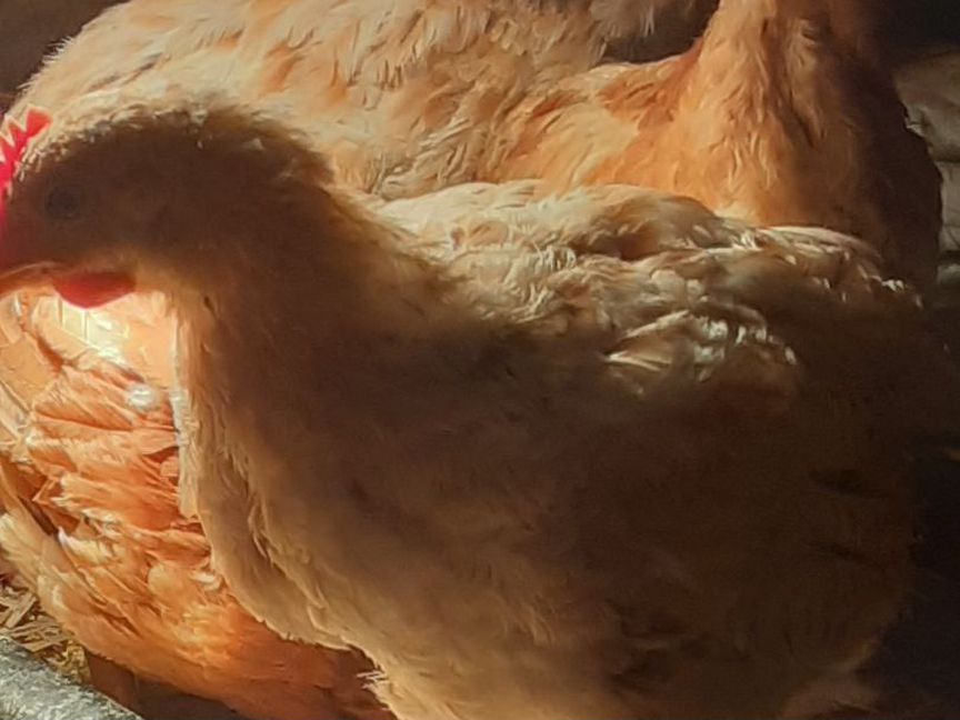 Петушки Доминант