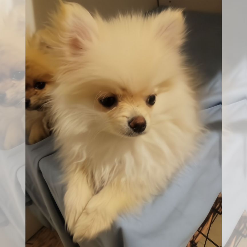 Немецкий шпиц, щенок