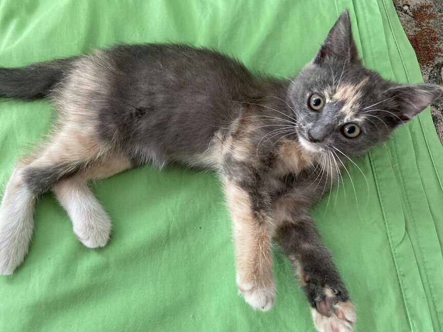 Котенок 3 мес