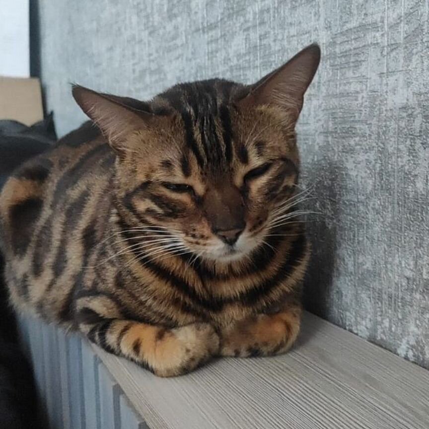 Бенгальская кошка взрослая