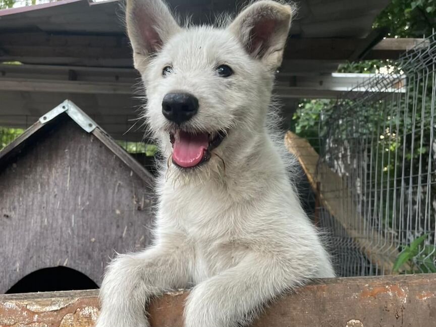 Отдам в добрые руки