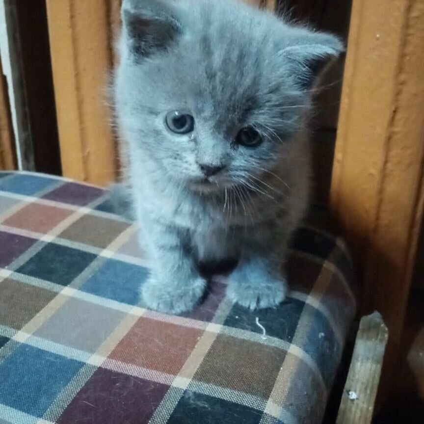 Шотландская кошка