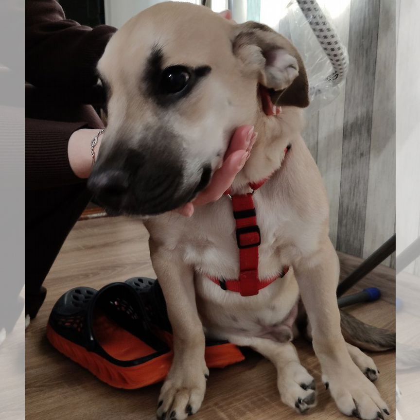 Английский бульдог, щенок