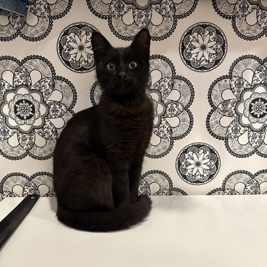 Маленькая Кошечка в добрые руки