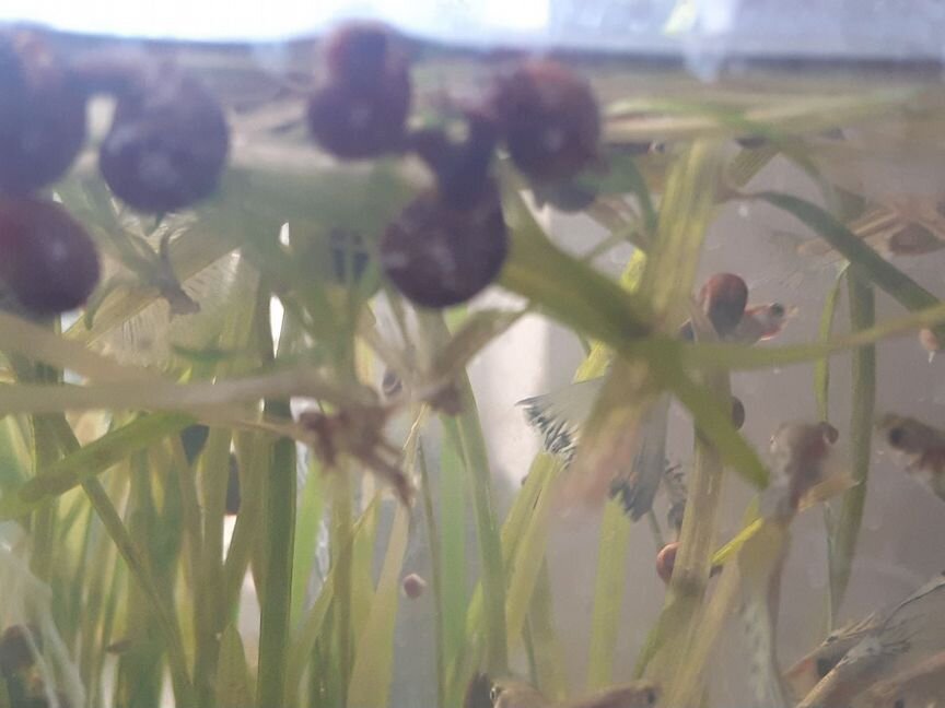 Улитки аквариумные бесплатно