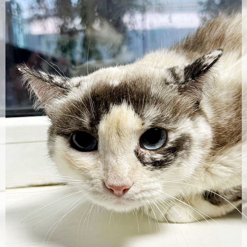 Взрослая, Девочка кошка в добрые руки