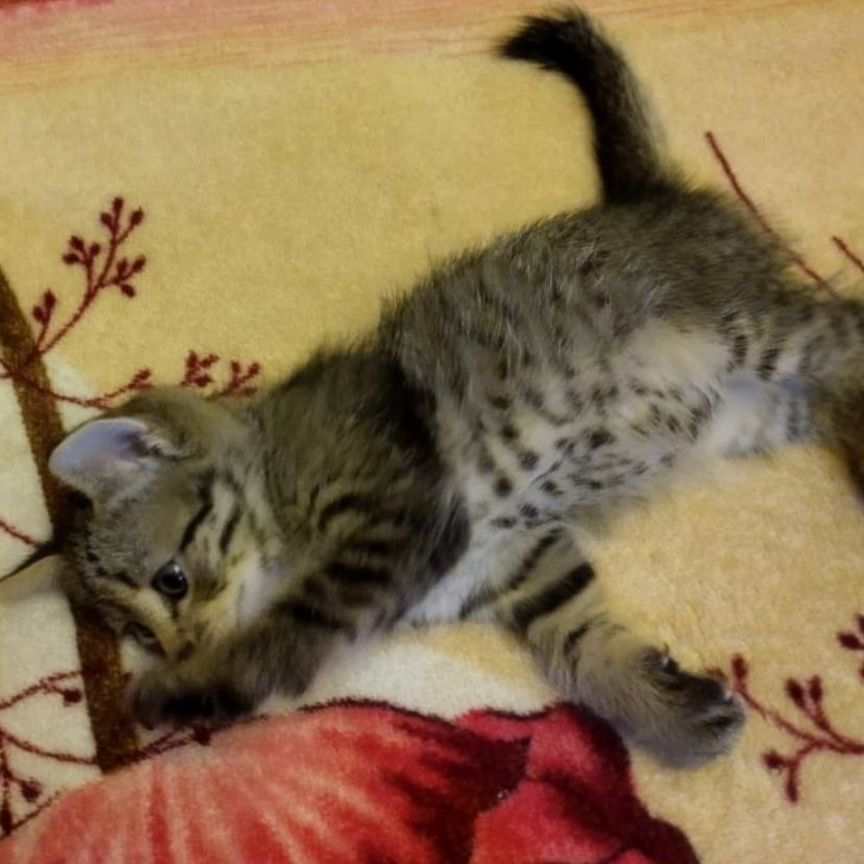 Котята отдам в добрые руки бесплатно