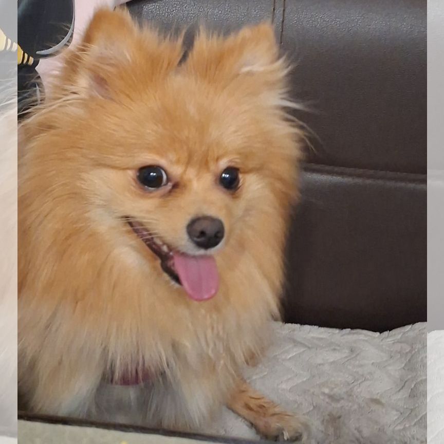 Померанский шпиц, взрослая собака