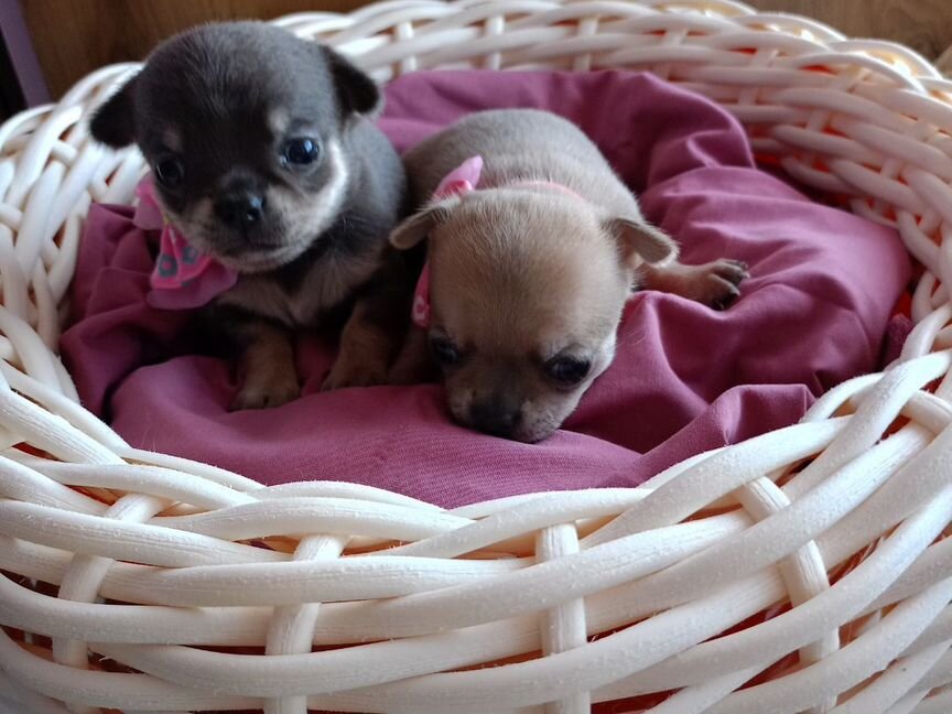Голубые, лиловые курносые щенки чихуахуа