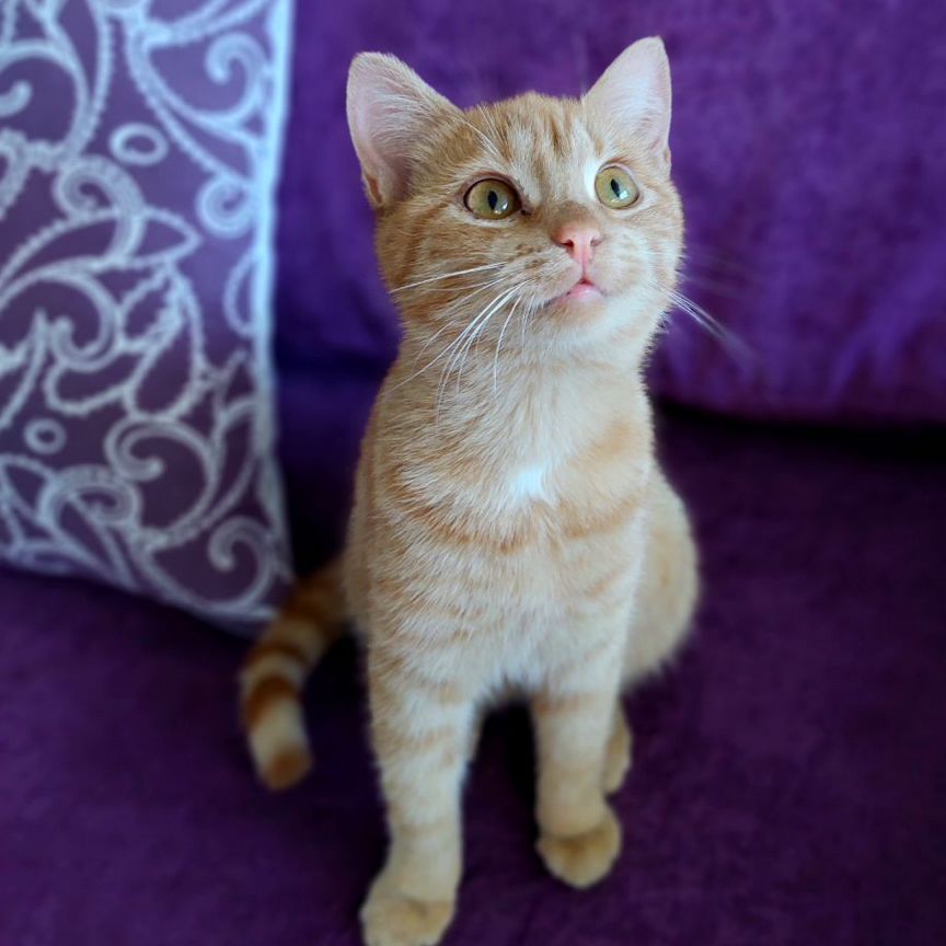 Котенок-подросток ищет дом