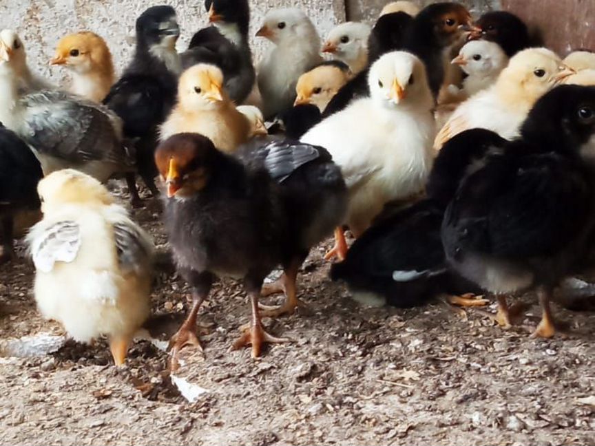 Цыплята несушки подрощенные