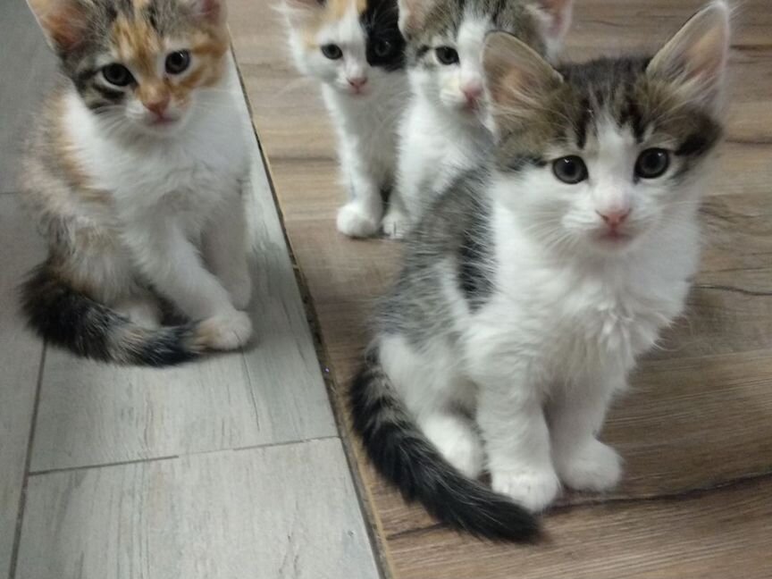 Котята в добрые руки, за вознаграждение по сердцу