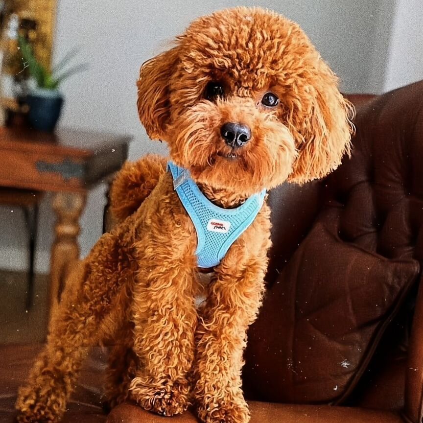 Той-пудель, щенок