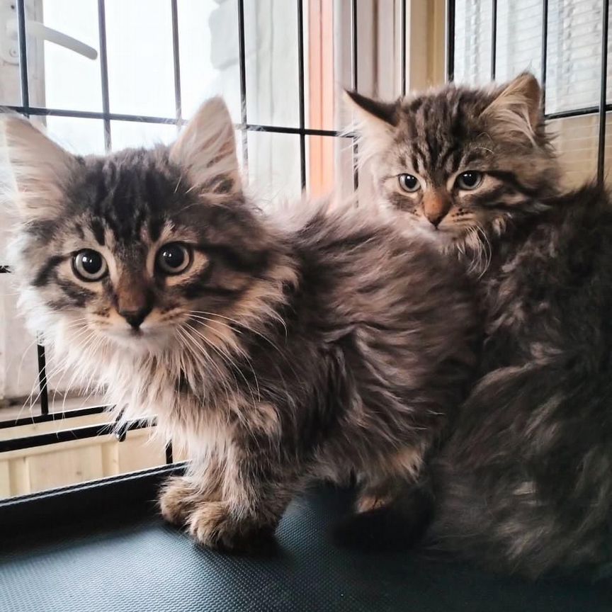 Котята сибирячки и полосатики в добрые руки