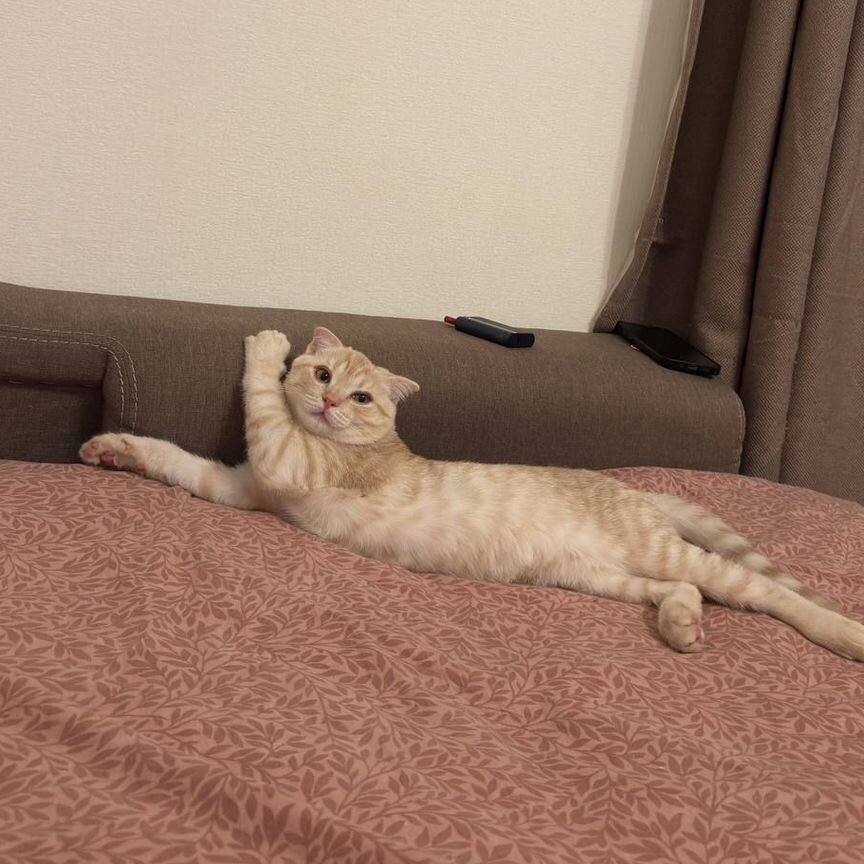 Шотландский вислоухий длинношёрстный котёнок